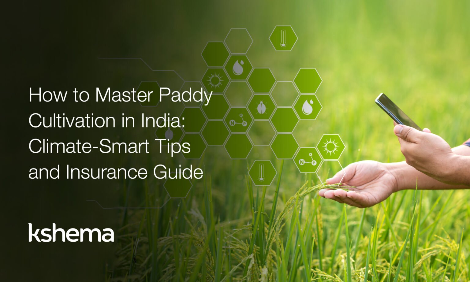 Paddy Cultivation in India – Simple Steps & Farmer Guide 2026