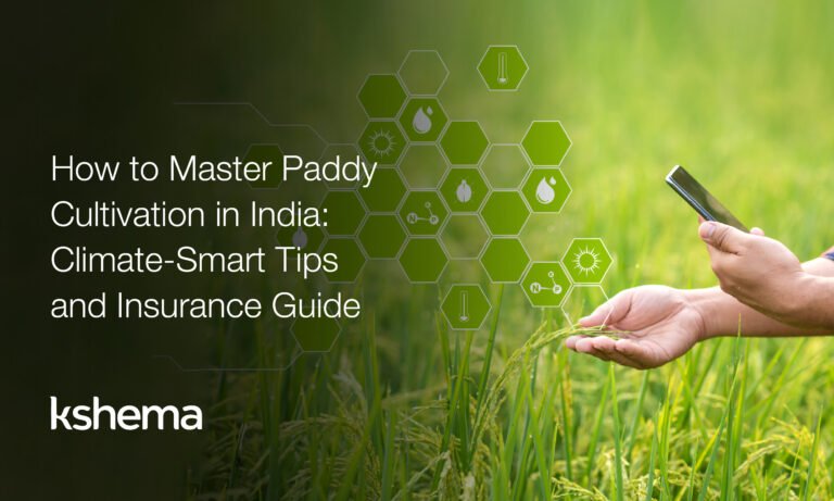 Paddy Cultivation in India – Simple Steps & Farmer Guide 2026