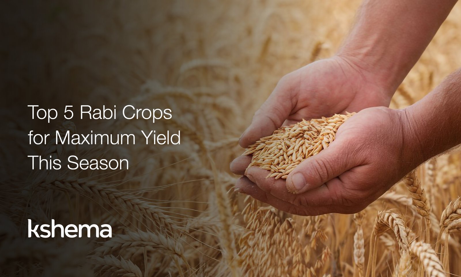 Best Rabi Crops For 2025 High Yield Options For Indian Farmers Best Rabi Crops For 2025 High Yield Options For Indian Farmers