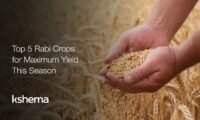 Best Rabi Crops 2026: Top Examples & Guide