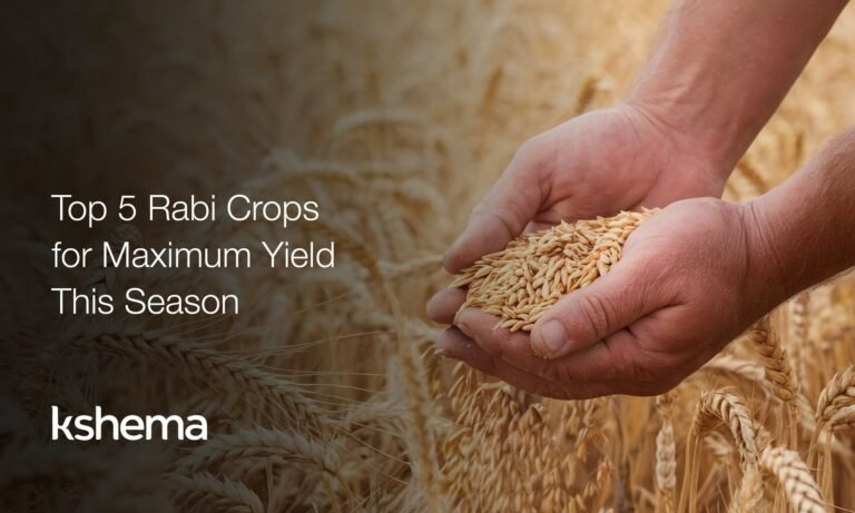 Best Rabi Crops 2026: Top Examples & Guide